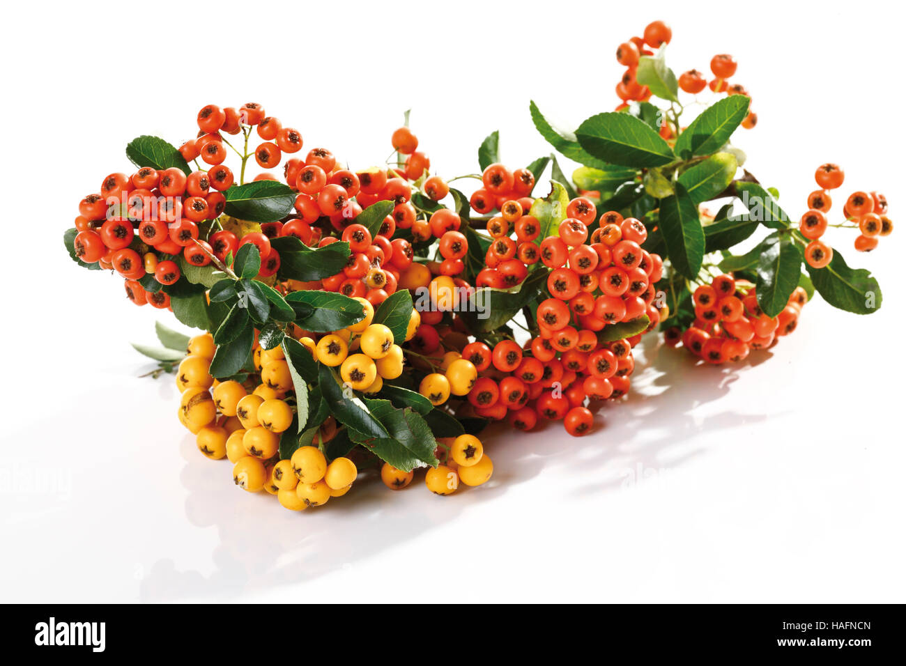 Firethorn or Fire Thorn (Pyracantha), berries and leaves Stock Photo ...
