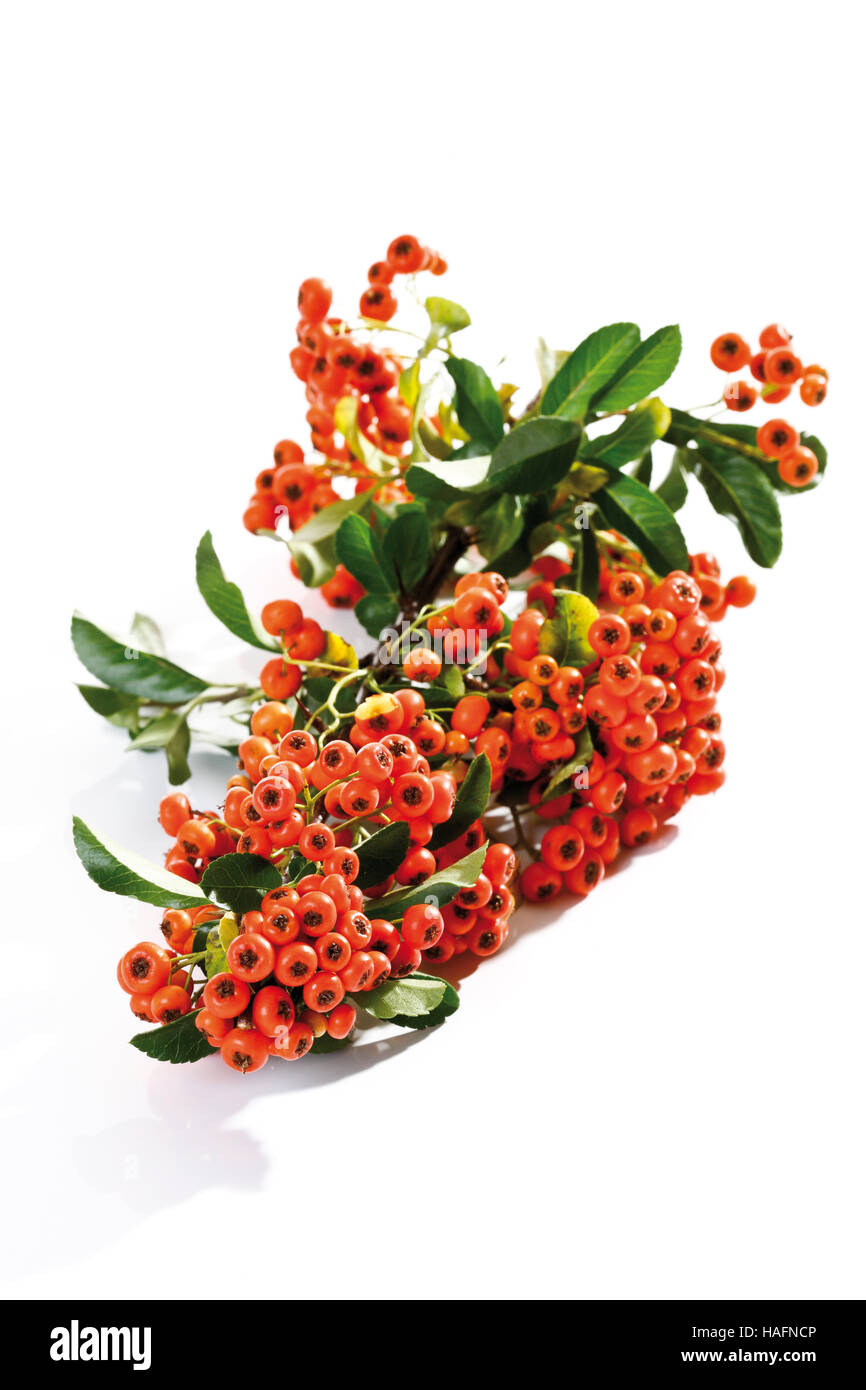 Firethorn or Fire Thorn (Pyracantha), berries and leaves Stock Photo ...