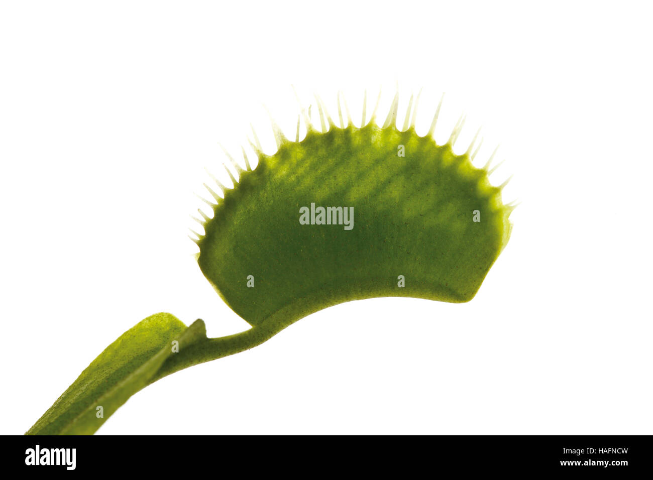 Trap leaves Cut Out Stock Images & Pictures - Alamy