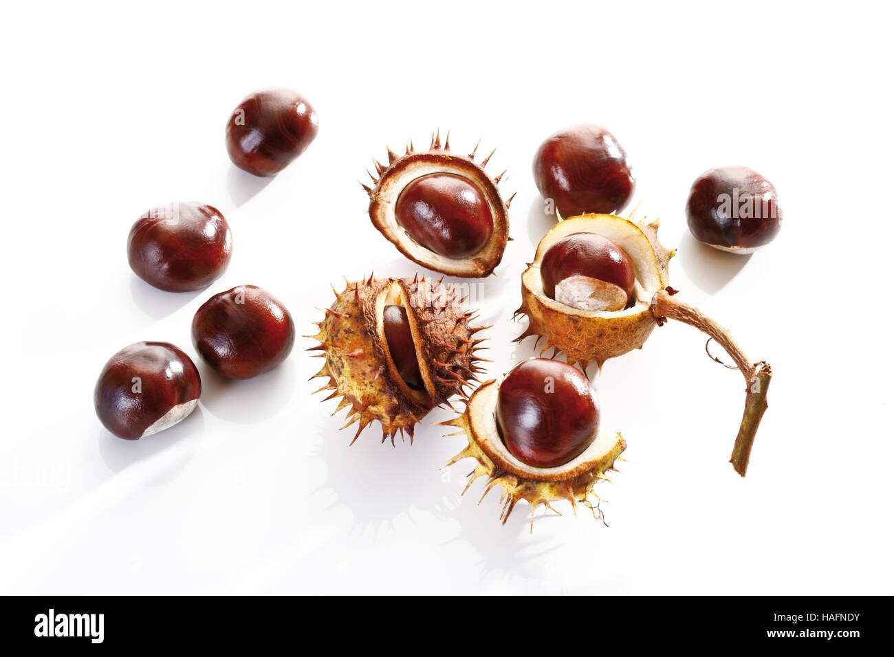 Horse-chestnut or Conker (Aesculus hippocastanum Stock Photo - Alamy