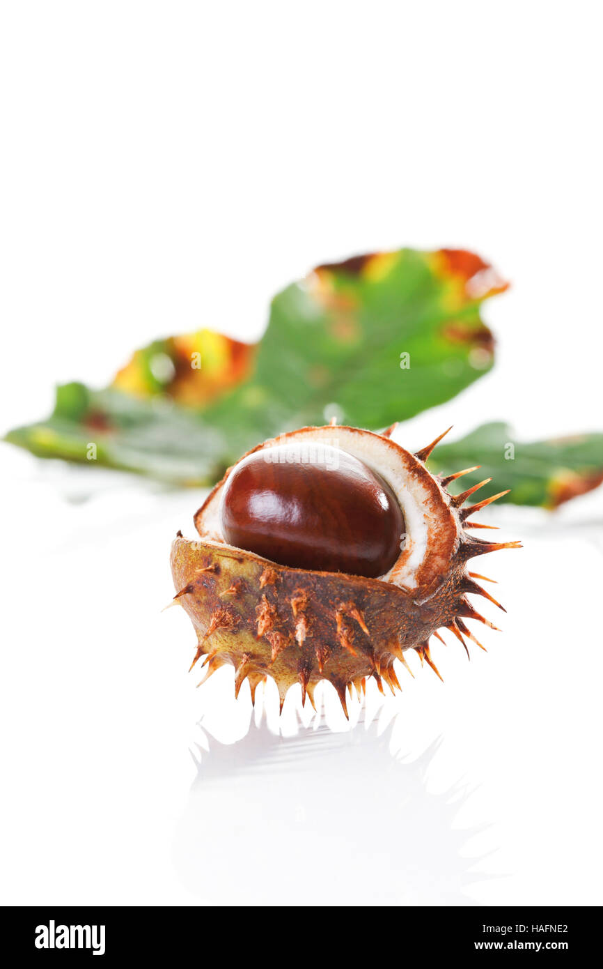 Horse-chestnut or Conker (Aesculus hippocastanum) and chestnut leaf ...