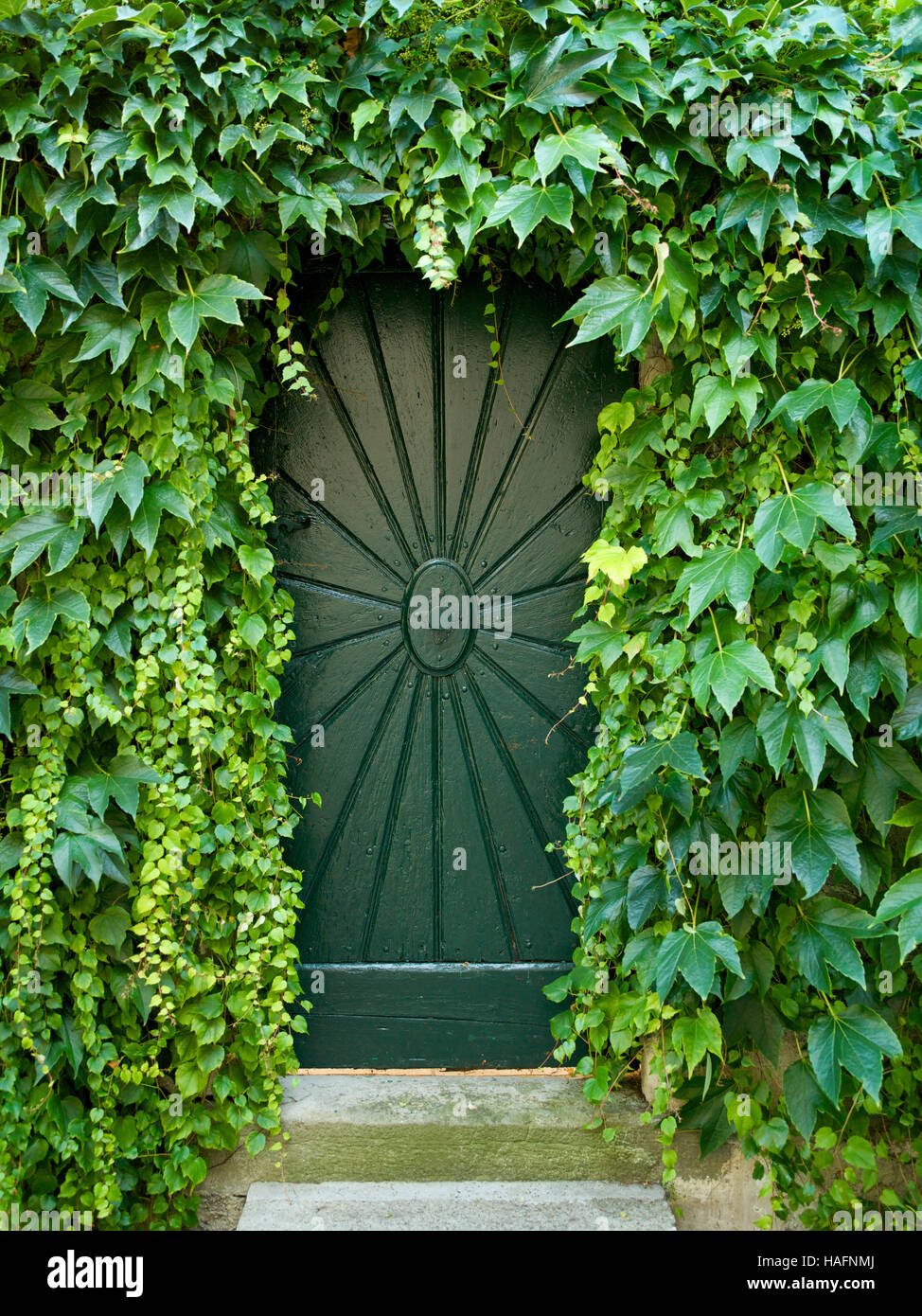 Entrance door overgrown with Virginia creeper Stock Photo - Alamy