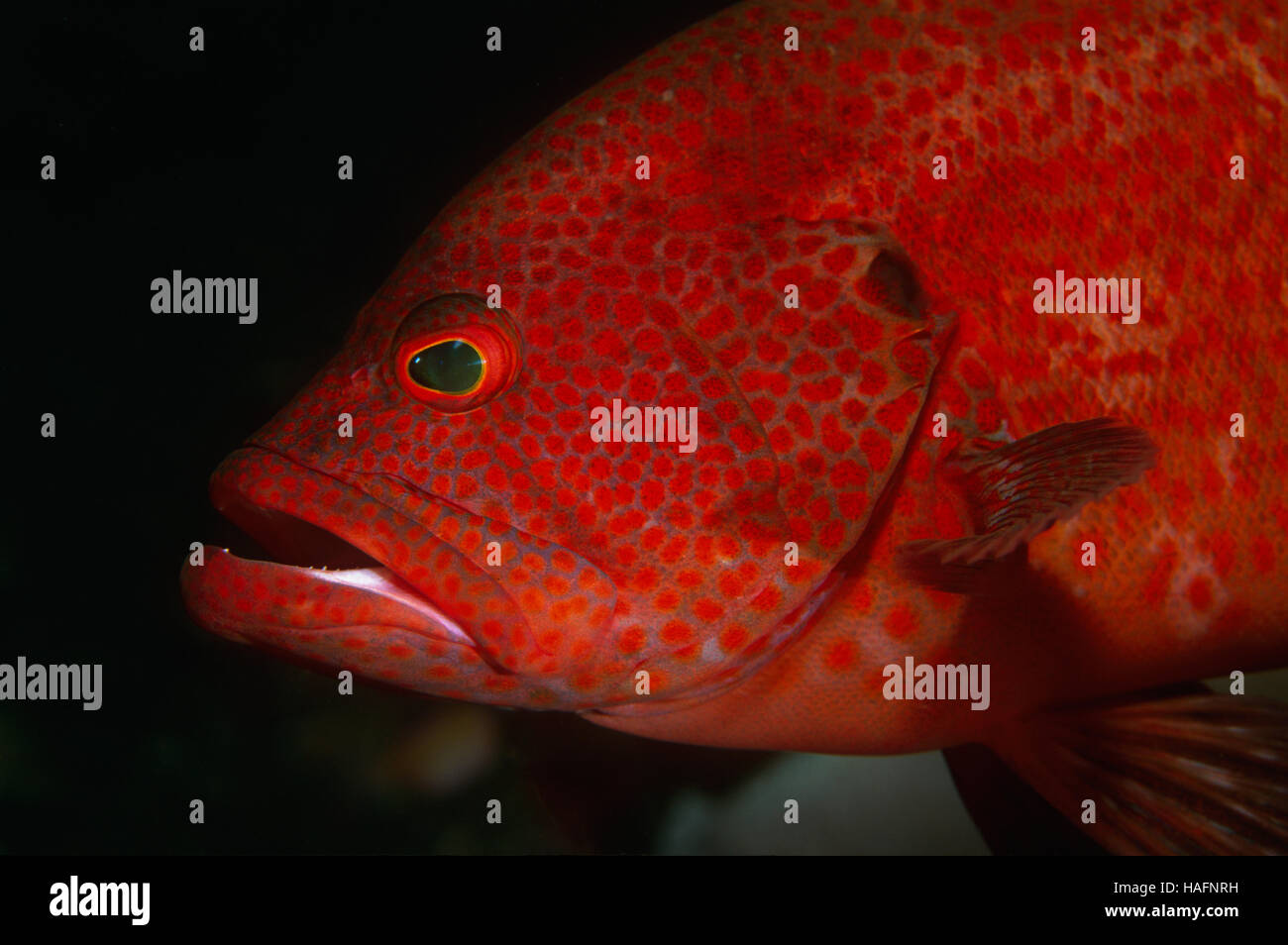 Cephalopholis sonnerati hi-res stock photography and images - Alamy