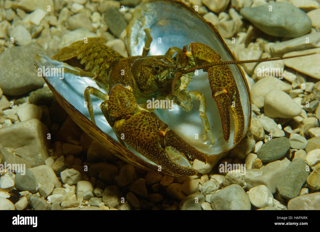 Crawfish or Stone Crayfish (Austropotamobius torrentium) in the shell ...