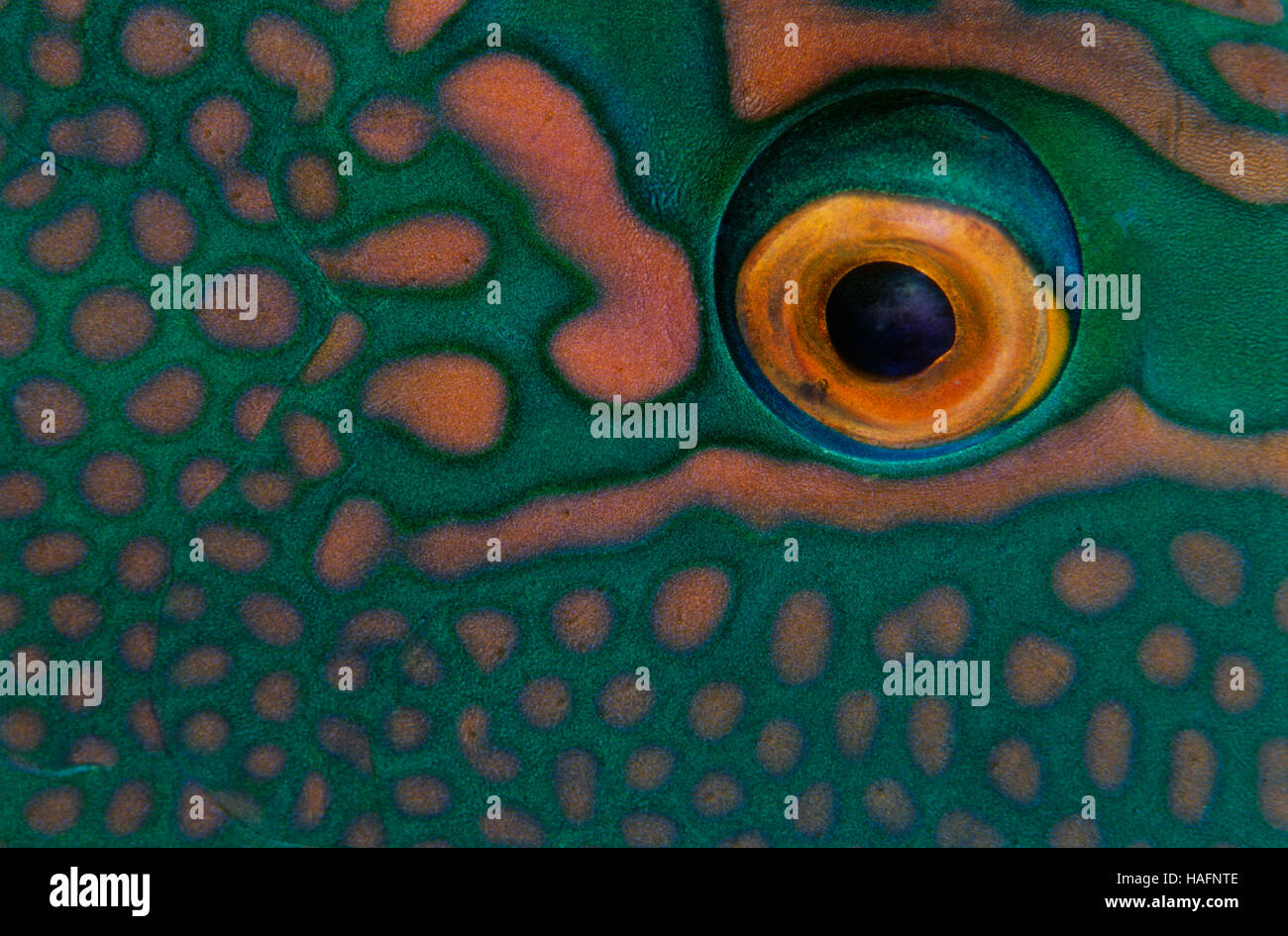 Parrotfish eye hi-res stock photography and images - Alamy