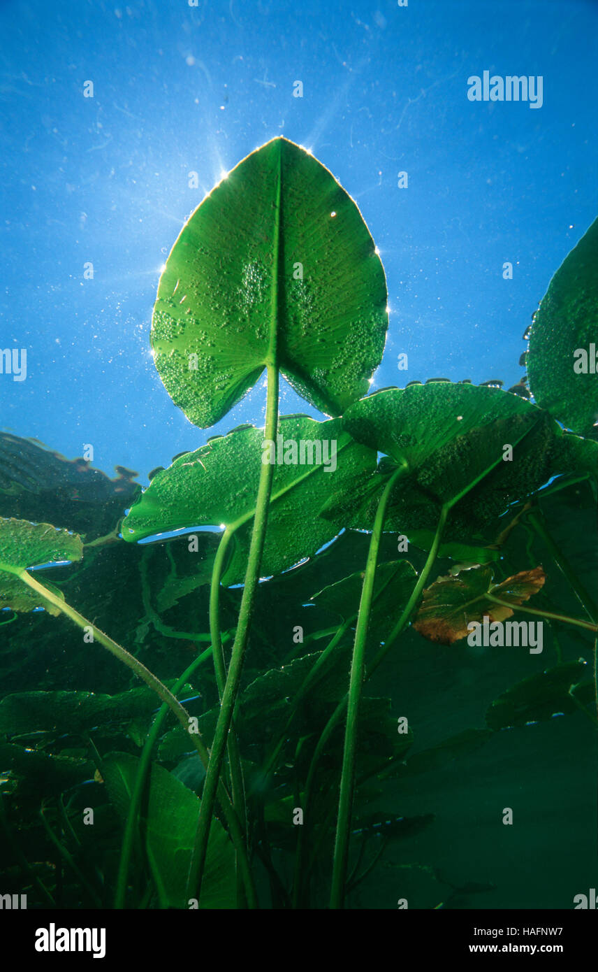 Underwater view of a leaf of a spatterdock, yellow water lily (Nuphar ...