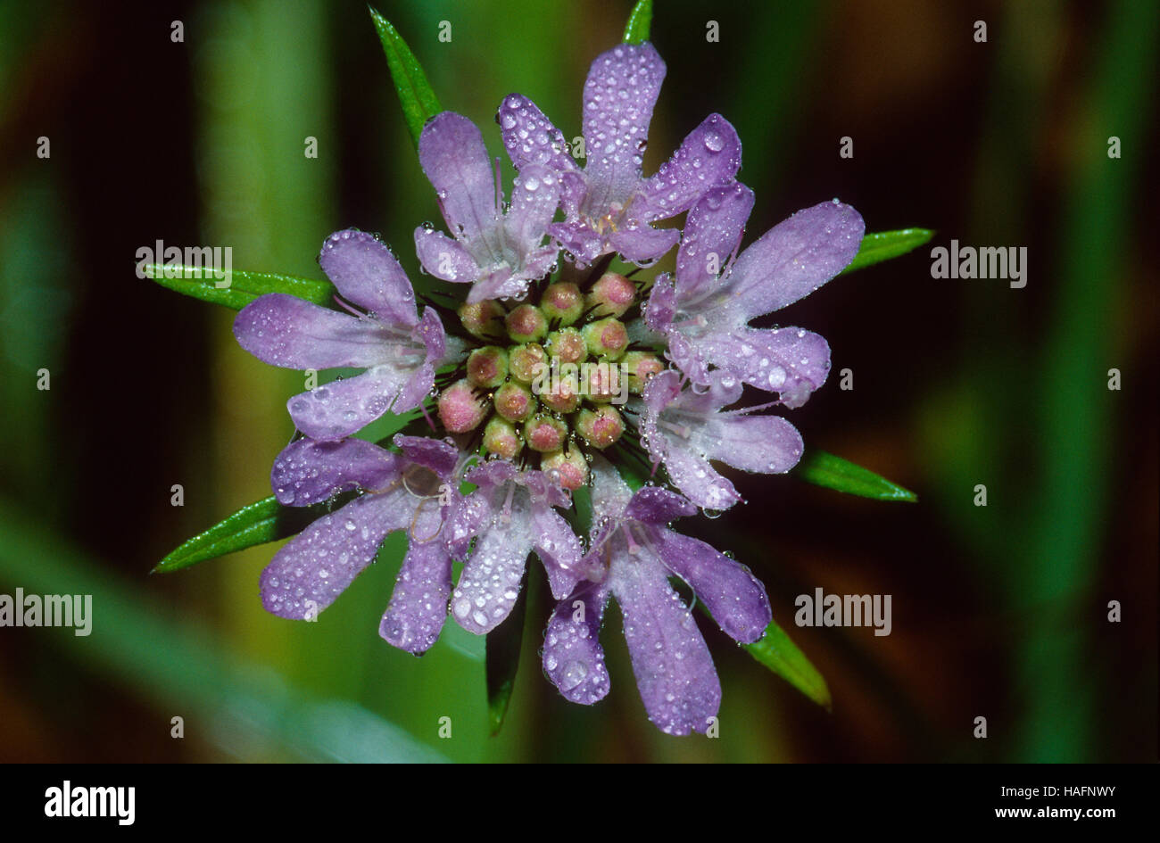 Close up scabiosa columbaria hi-res stock photography and images - Alamy