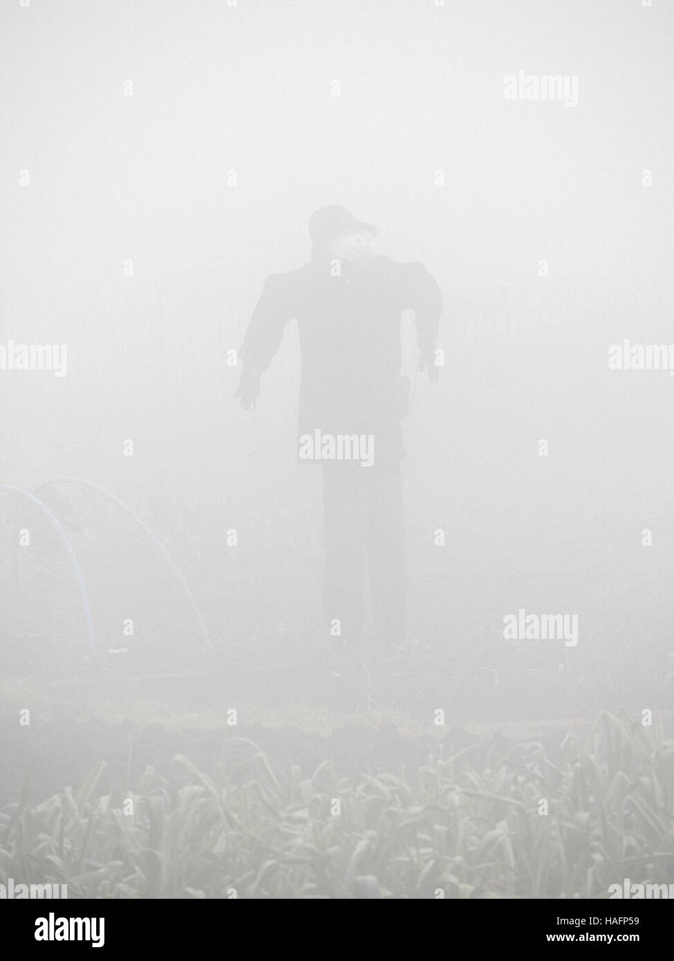 Scarecrow in the mist on a misty morning Stock Photo - Alamy