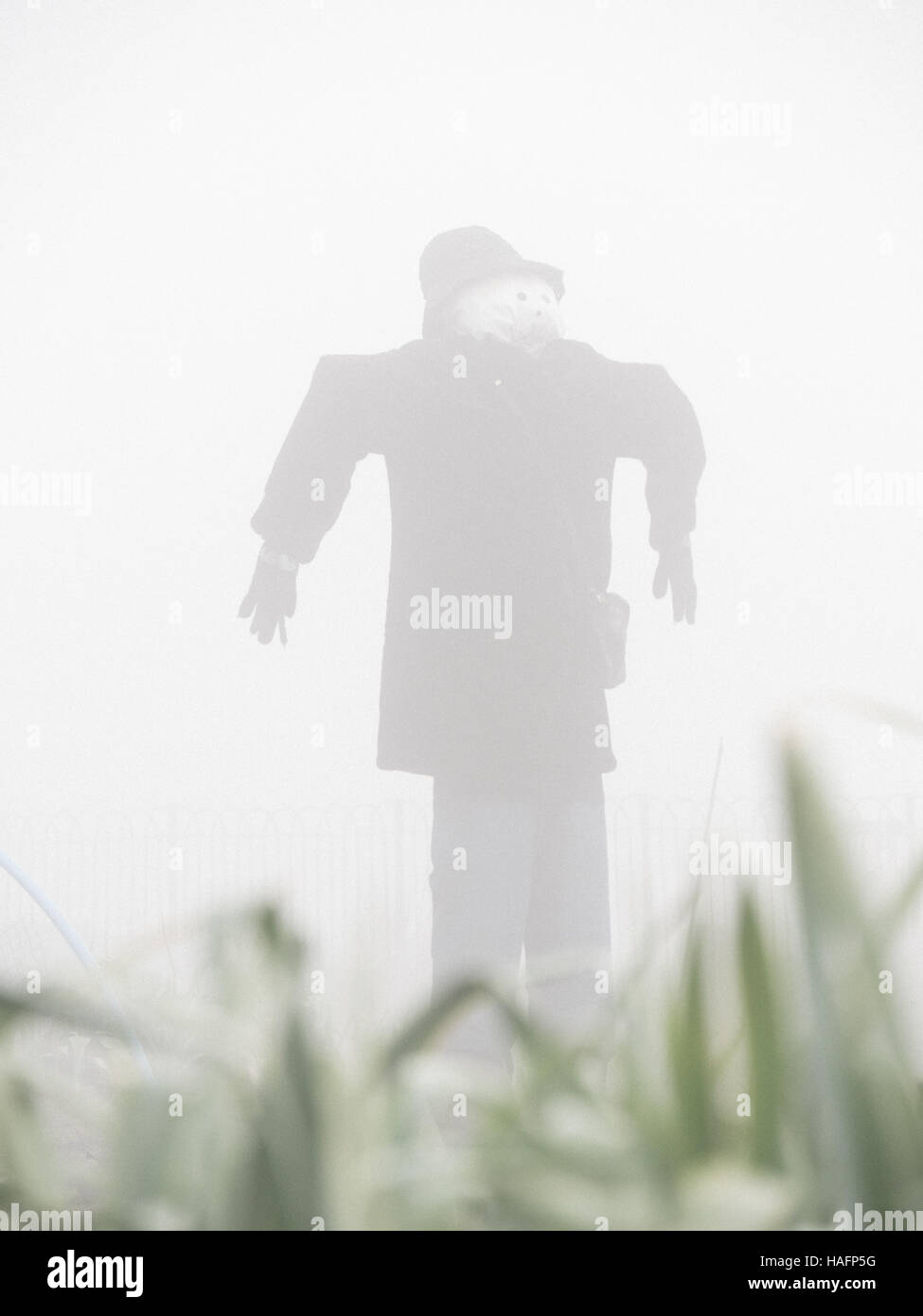 Scarecrow in the mist on a misty morning Stock Photo - Alamy