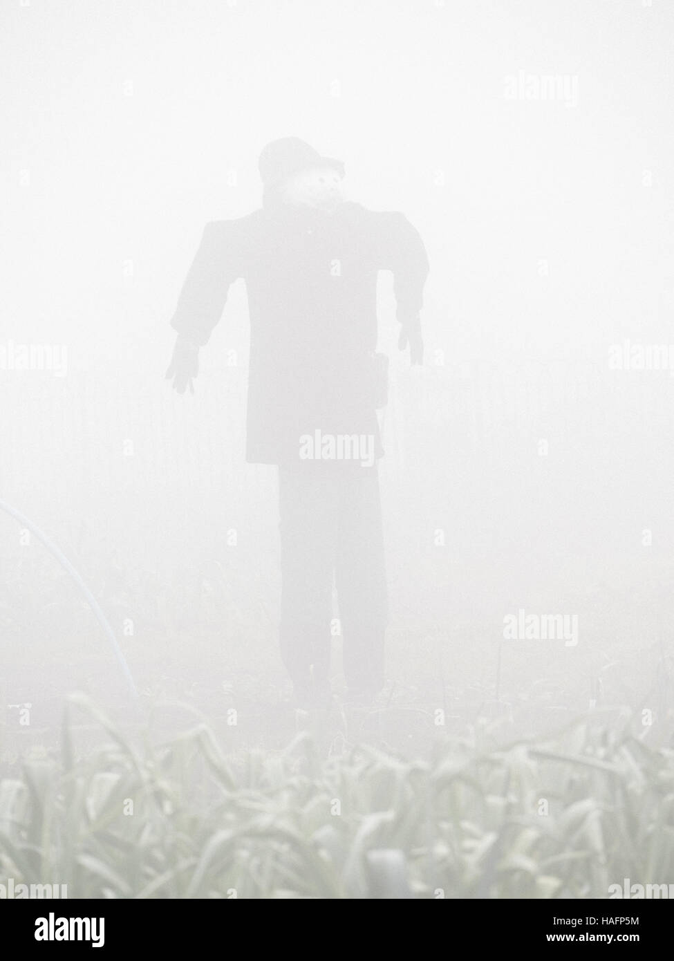 Scarecrow in the mist on a misty morning Stock Photo - Alamy
