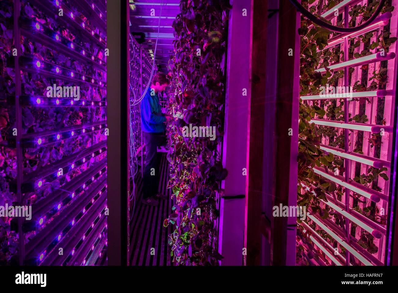 AGRICOOL, URBAN STRAWBERRY FARMING Stock Photo - Alamy