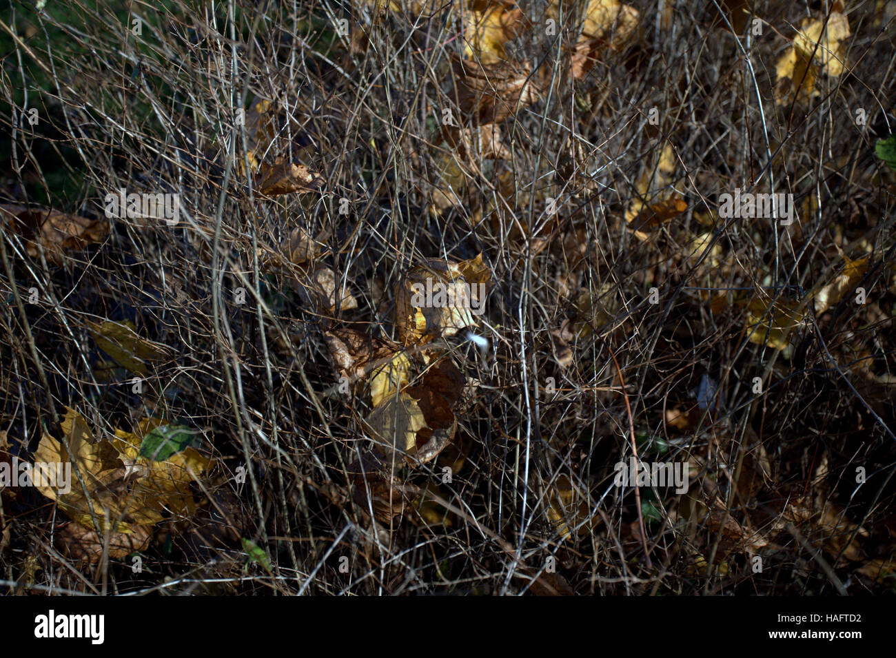 twigs branches trees leafs patterns background Stock Photo - Alamy