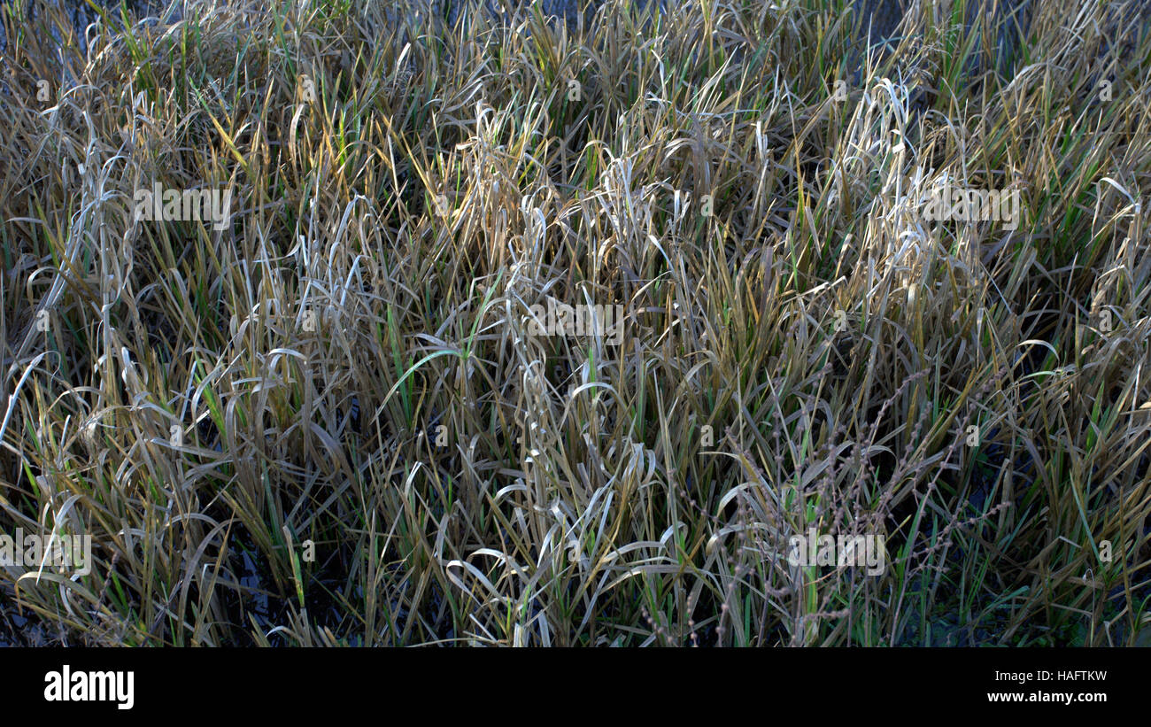 Scottish wild meadow flower background grasses and weeds Stock Photo ...