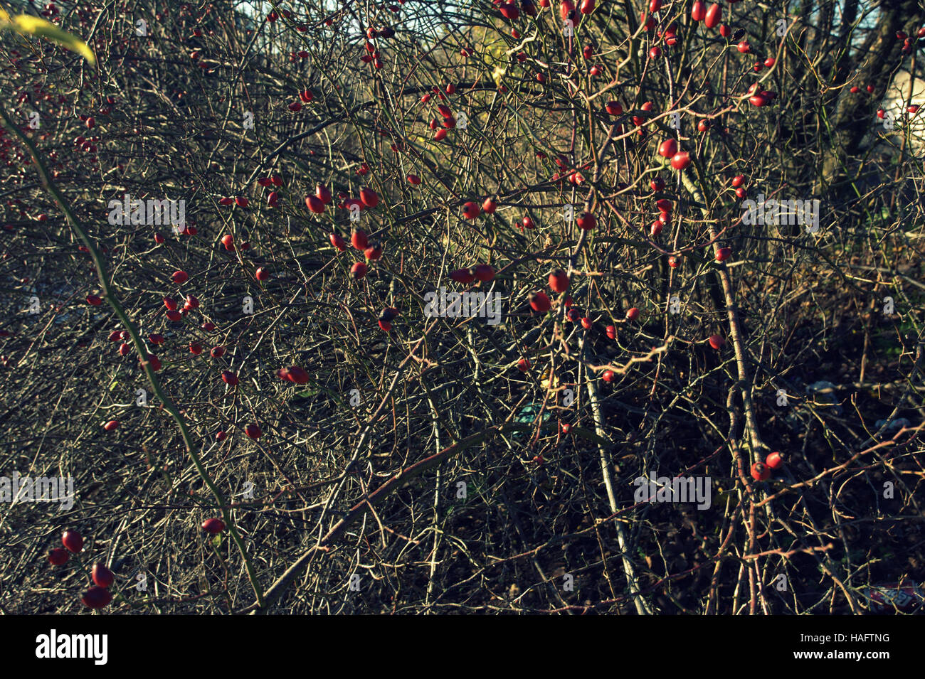 twigs branches trees leafs patterns background Stock Photo - Alamy