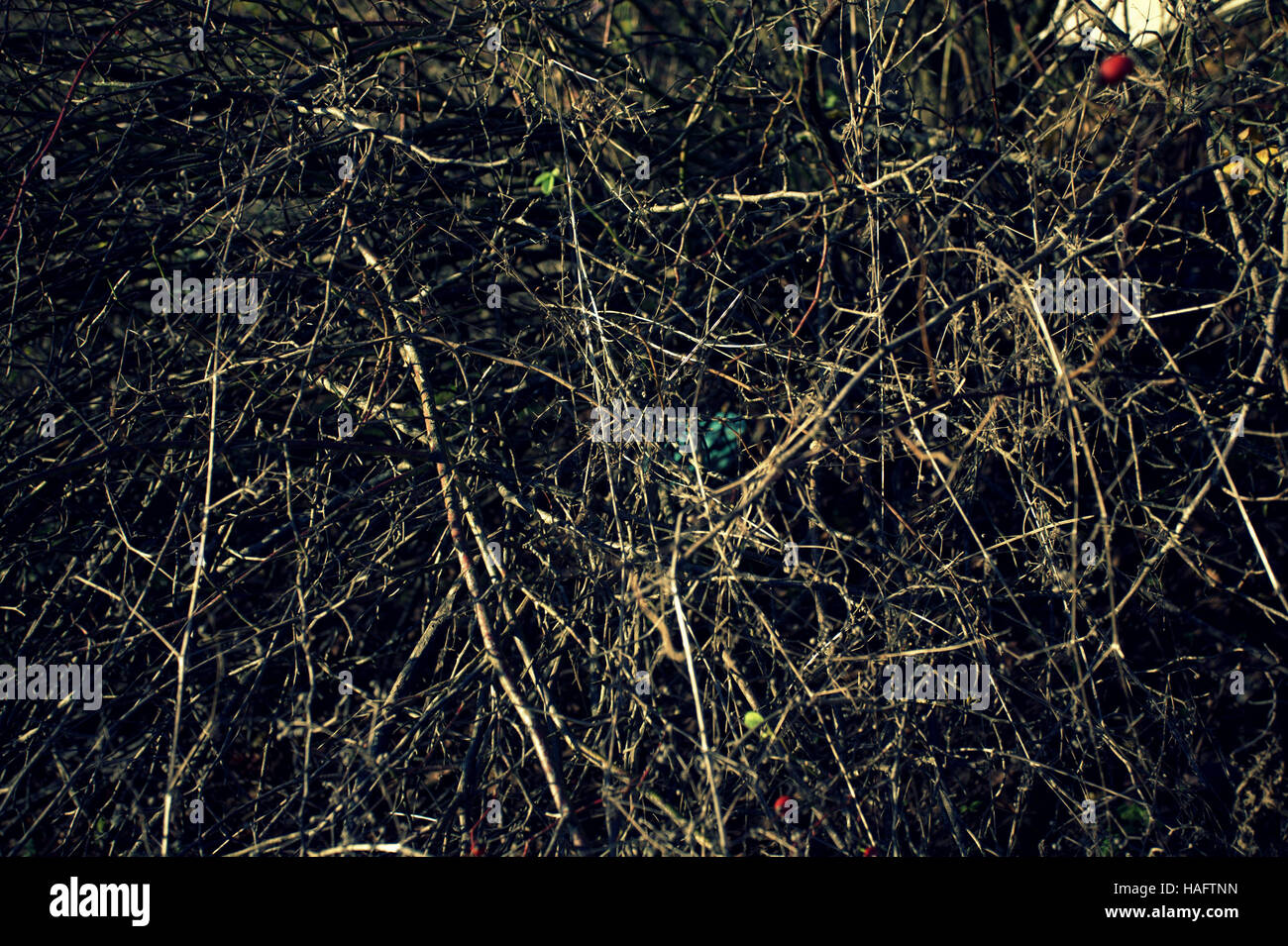 twigs branches trees leafs patterns background Stock Photo - Alamy