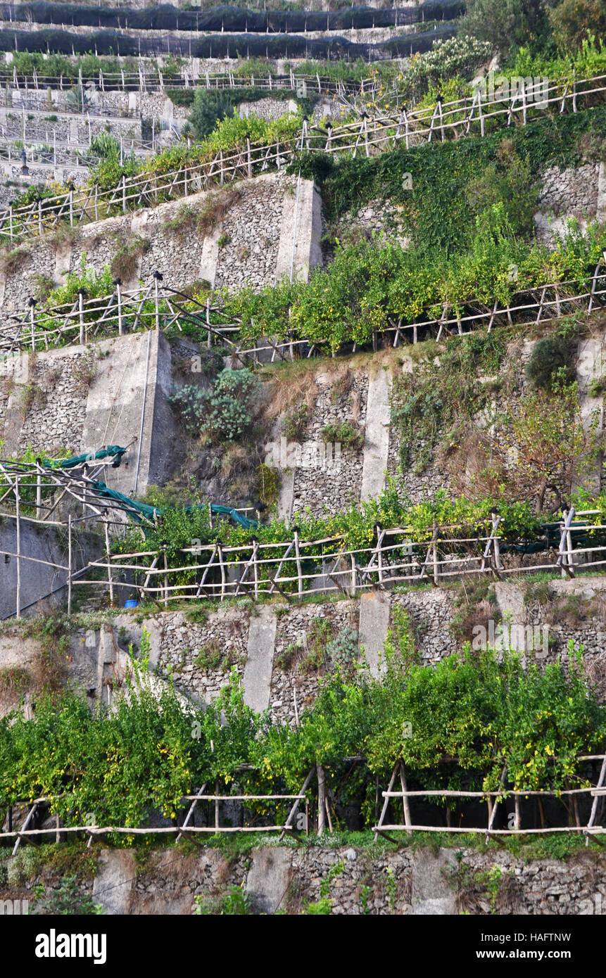 Lemon trees in terraced groves near Ravello on the Amalfi coast ...