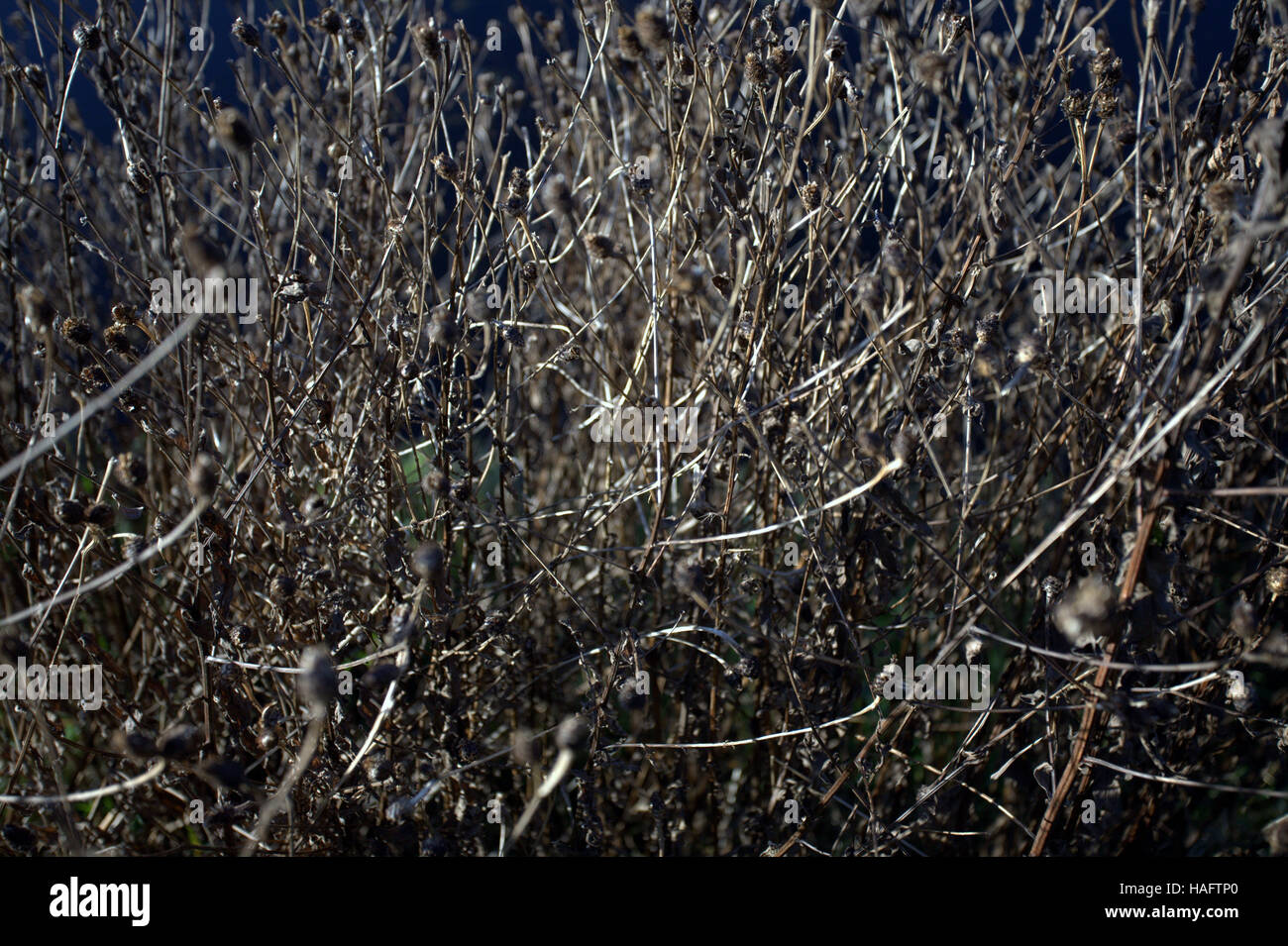 twigs branches trees leafs patterns background Stock Photo - Alamy