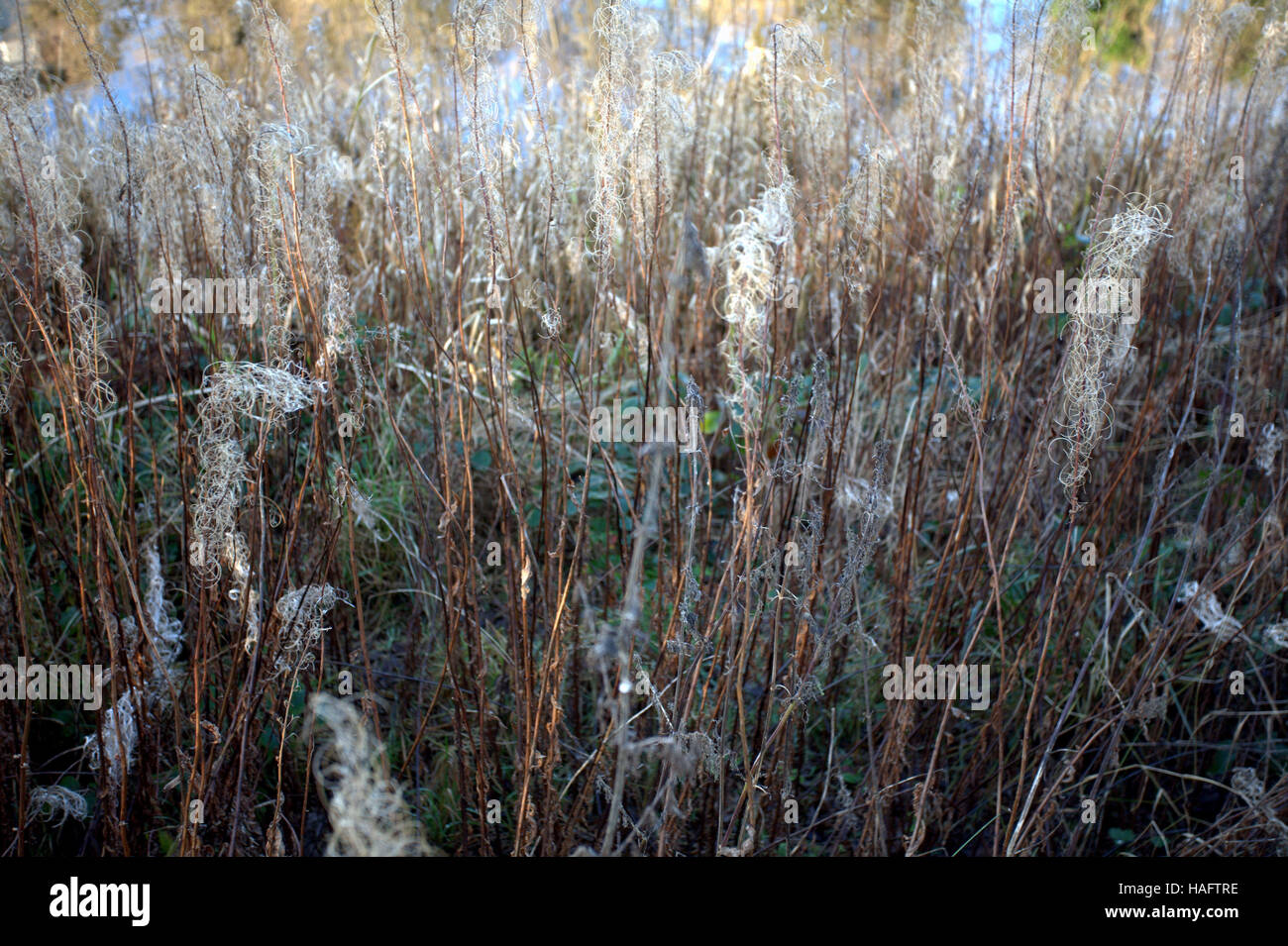 twigs branches trees leafs patterns background Stock Photo - Alamy