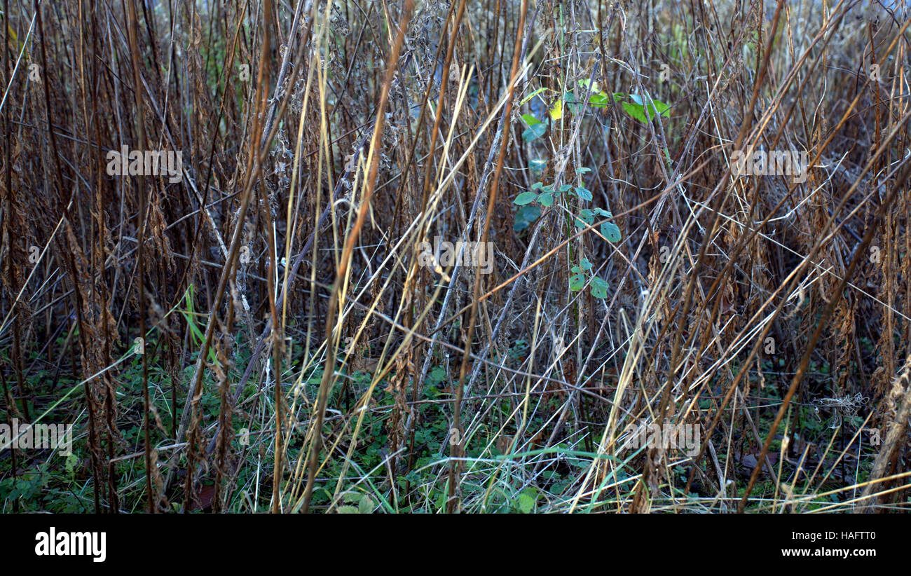 twigs branches trees leafs patterns background Stock Photo - Alamy
