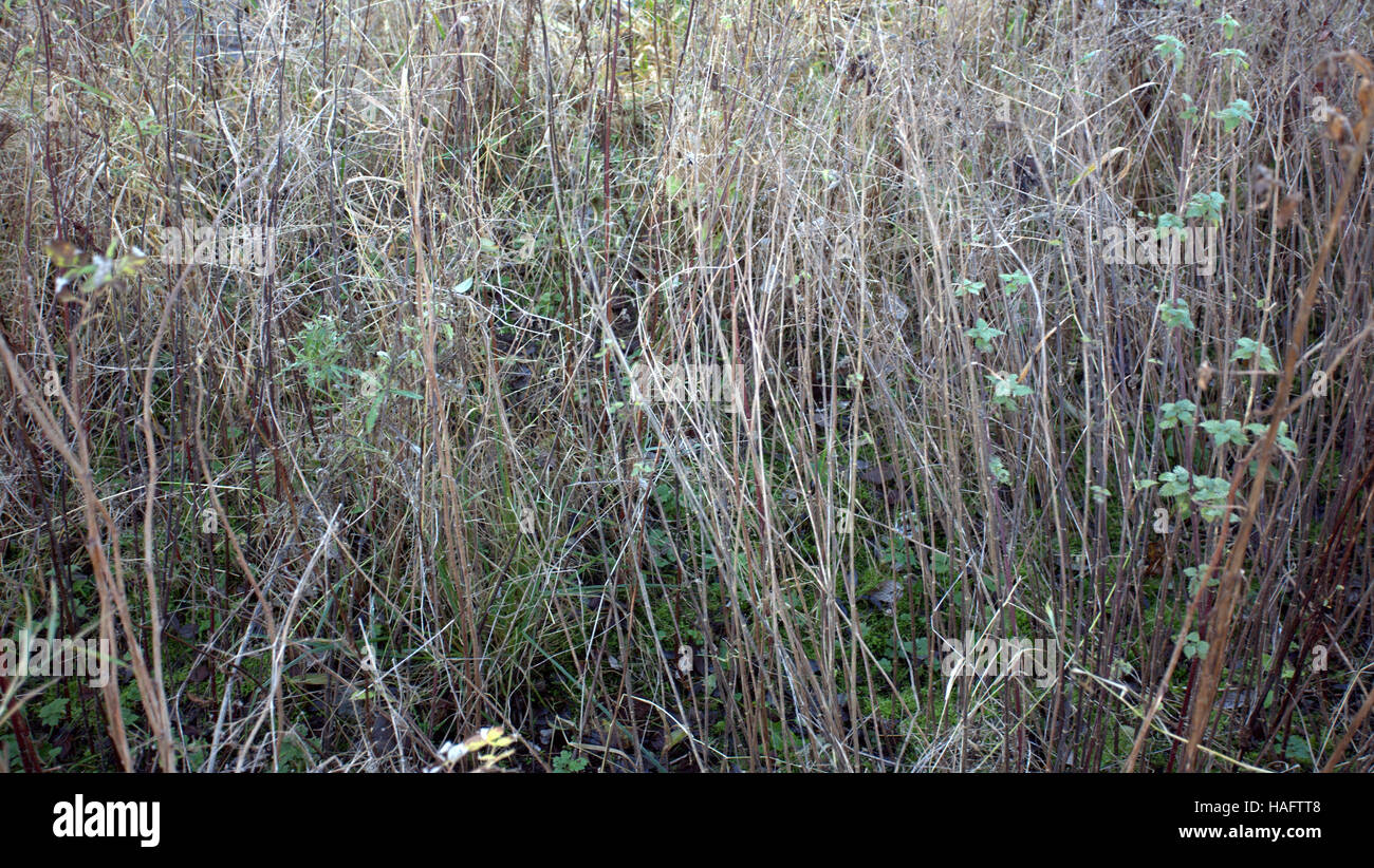 twigs branches trees leafs patterns background Stock Photo - Alamy