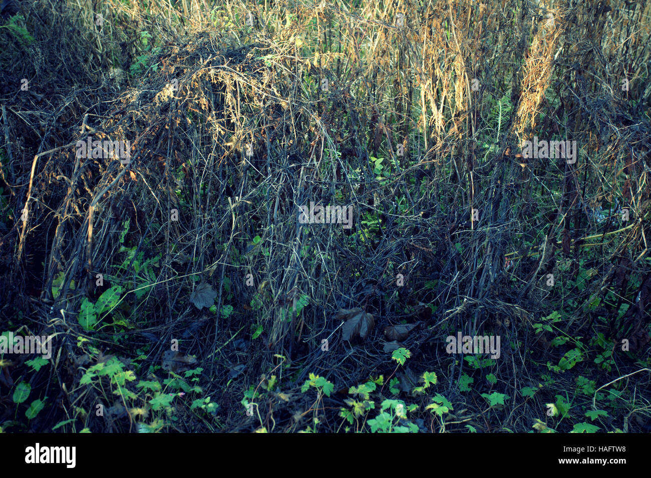 twigs branches trees leafs patterns background Stock Photo - Alamy