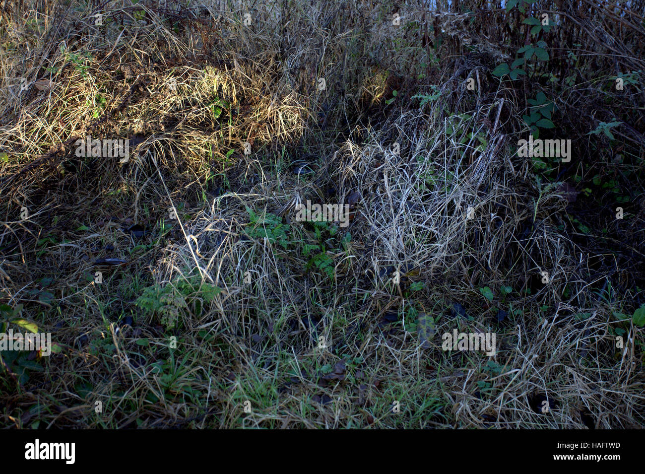 twigs branches trees leafs patterns background Stock Photo - Alamy