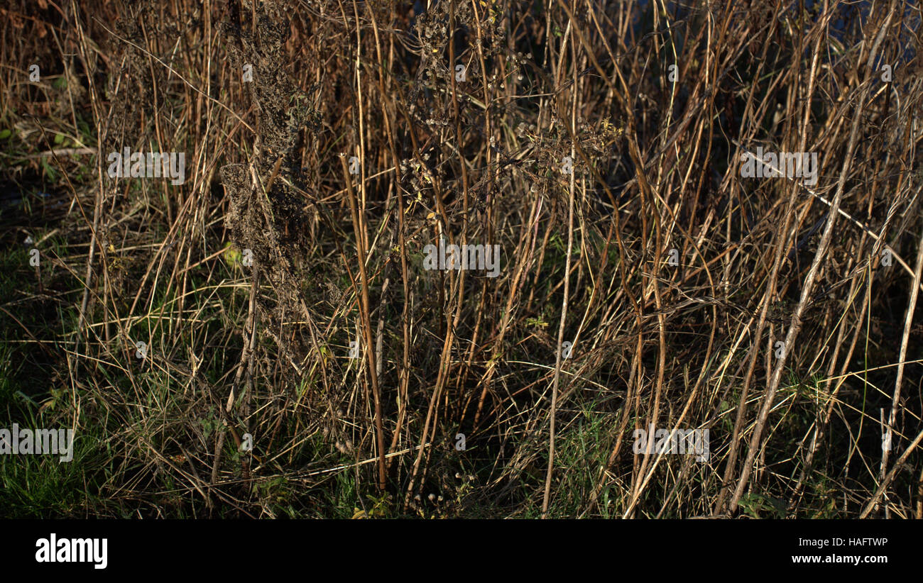 twigs branches trees leafs patterns background Stock Photo - Alamy