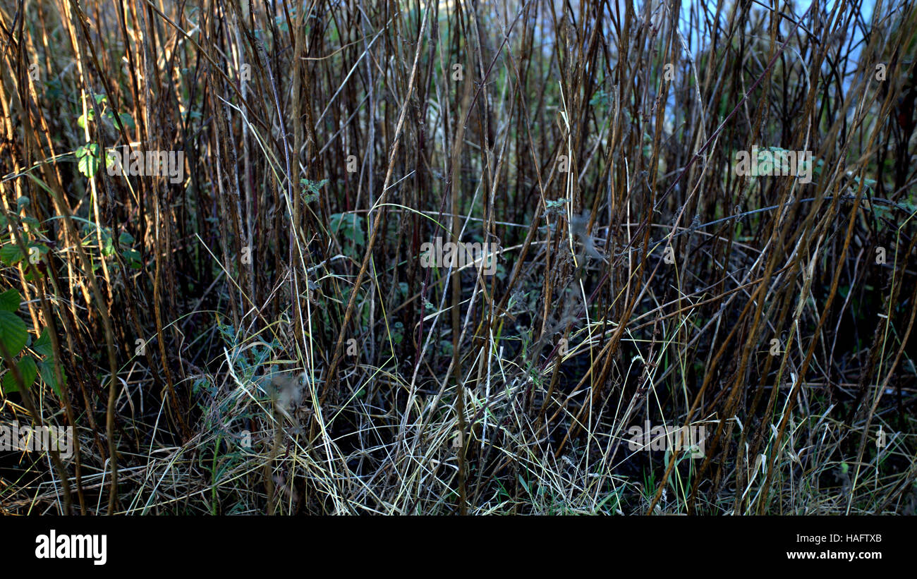 twigs branches trees leafs patterns background Stock Photo - Alamy