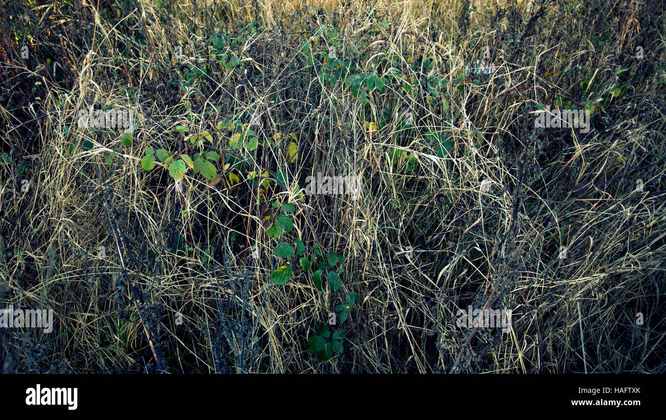 twigs branches trees leafs patterns background Stock Photo - Alamy