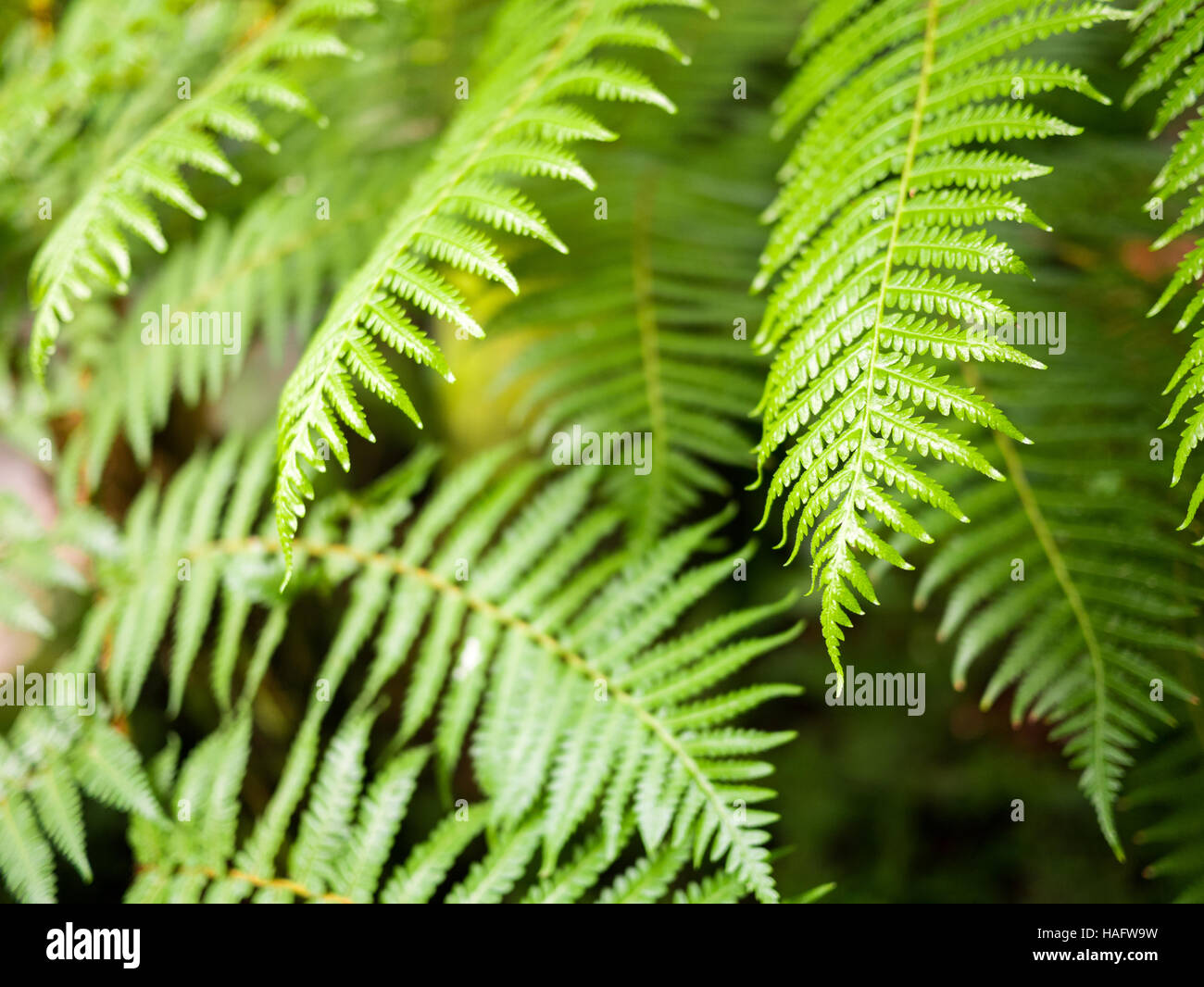 Green Giant hare's - foot, Polynesiam foot fern Stock Photo - Alamy