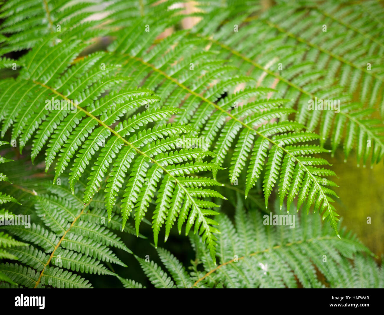 Green Giant hare's - foot, Polynesiam foot fern Stock Photo - Alamy