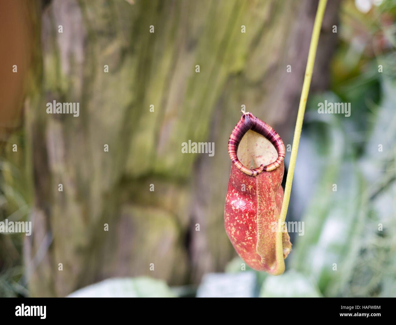 Close up of Tropical pitcher plant or monkey cup Stock Photo - Alamy