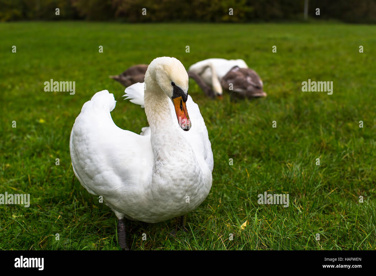 Swans family on a green meadow Stock Photo - Alamy