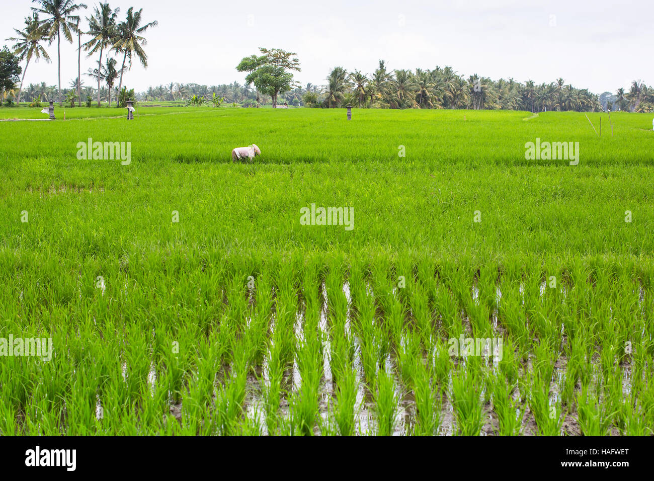 Green rice field in Indonesia Stock Photo - Alamy
