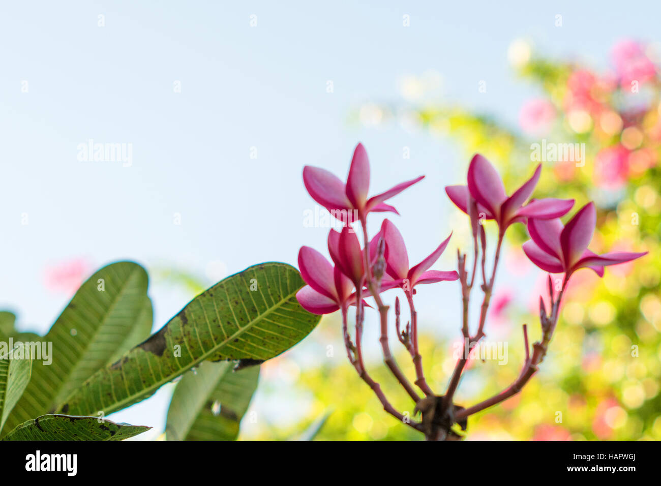 Temple tree flowers hi-res stock photography and images - Alamy
