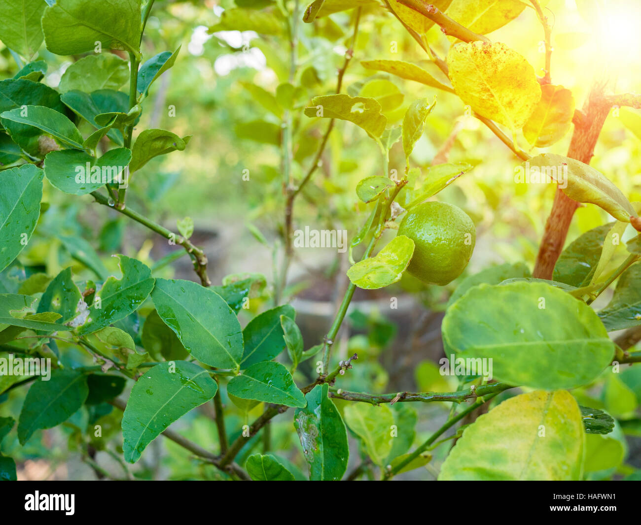 Lime harvest tree hi-res stock photography and images - Alamy