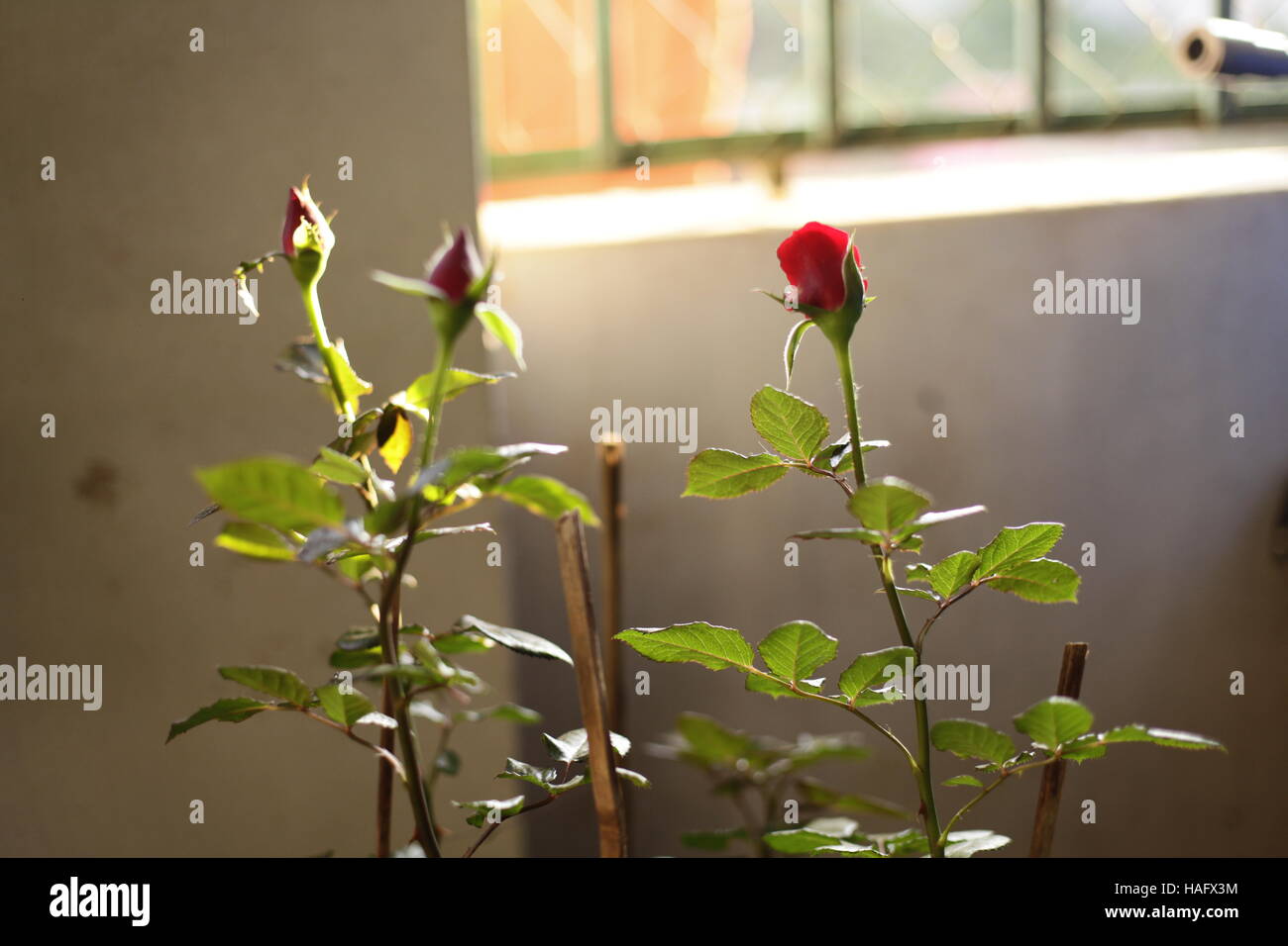red rose backlit, in garden Stock Photo - Alamy