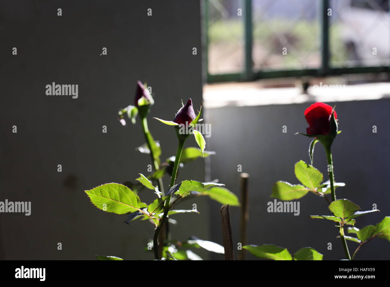 red rose backlit, in garden Stock Photo - Alamy