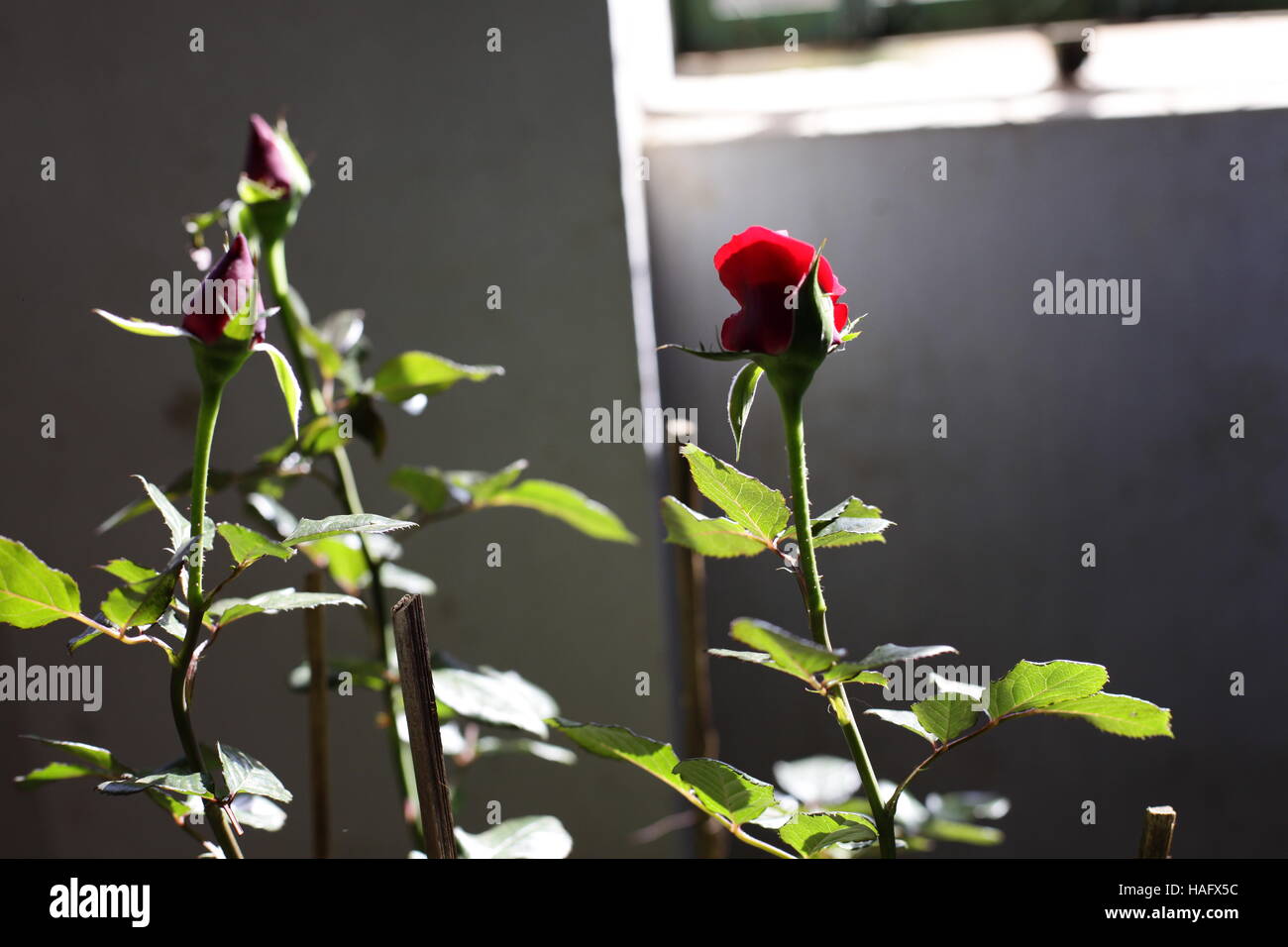 Beautiful red rose in home garden hi-res stock photography and images ...