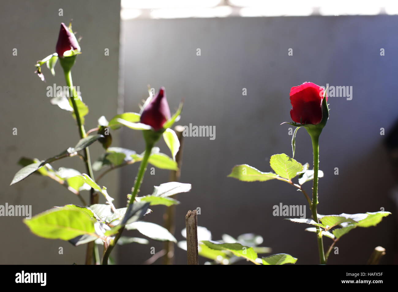 red rose backlit, in garden Stock Photo - Alamy
