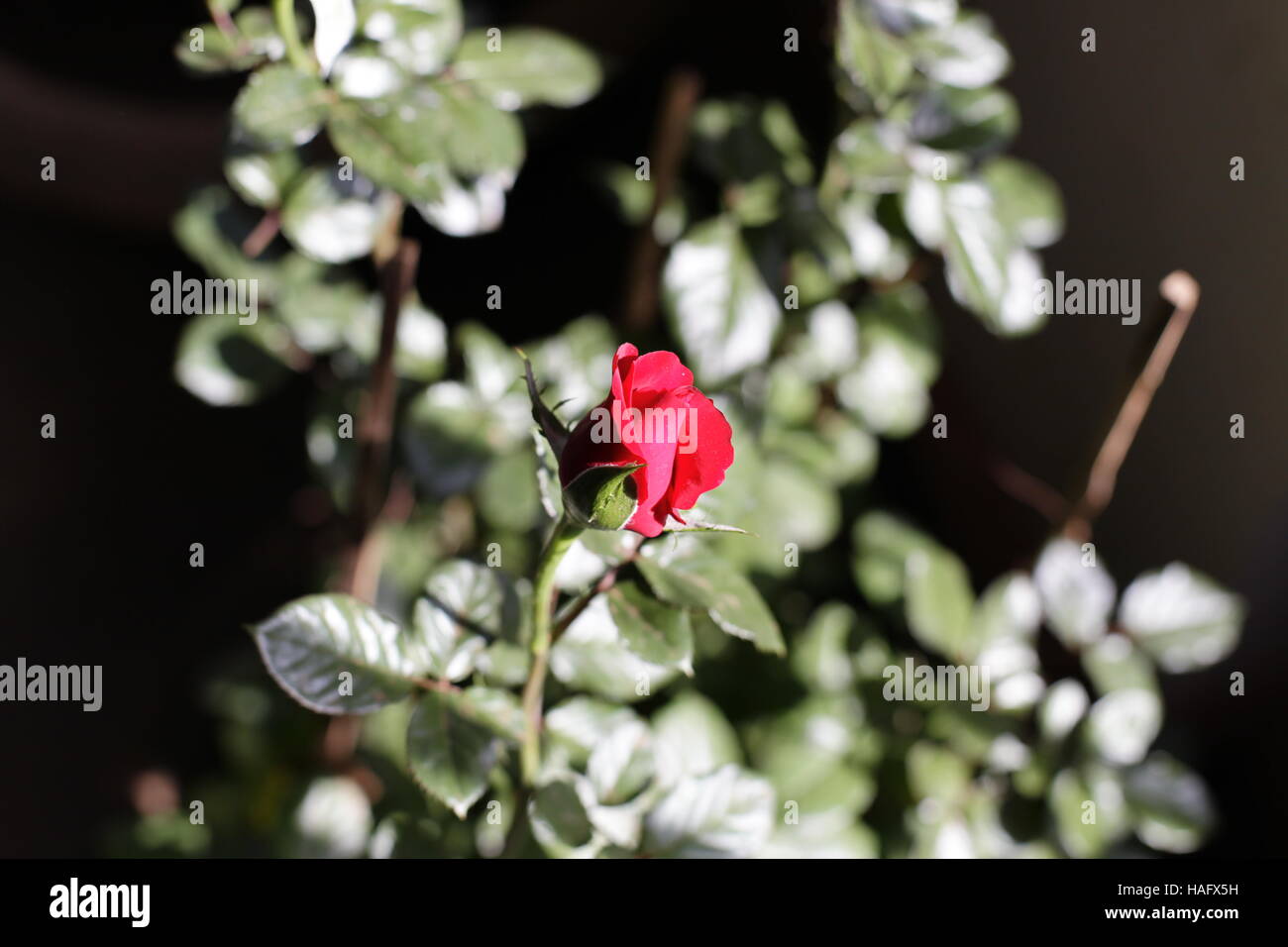 red rose backlit, in garden Stock Photo - Alamy