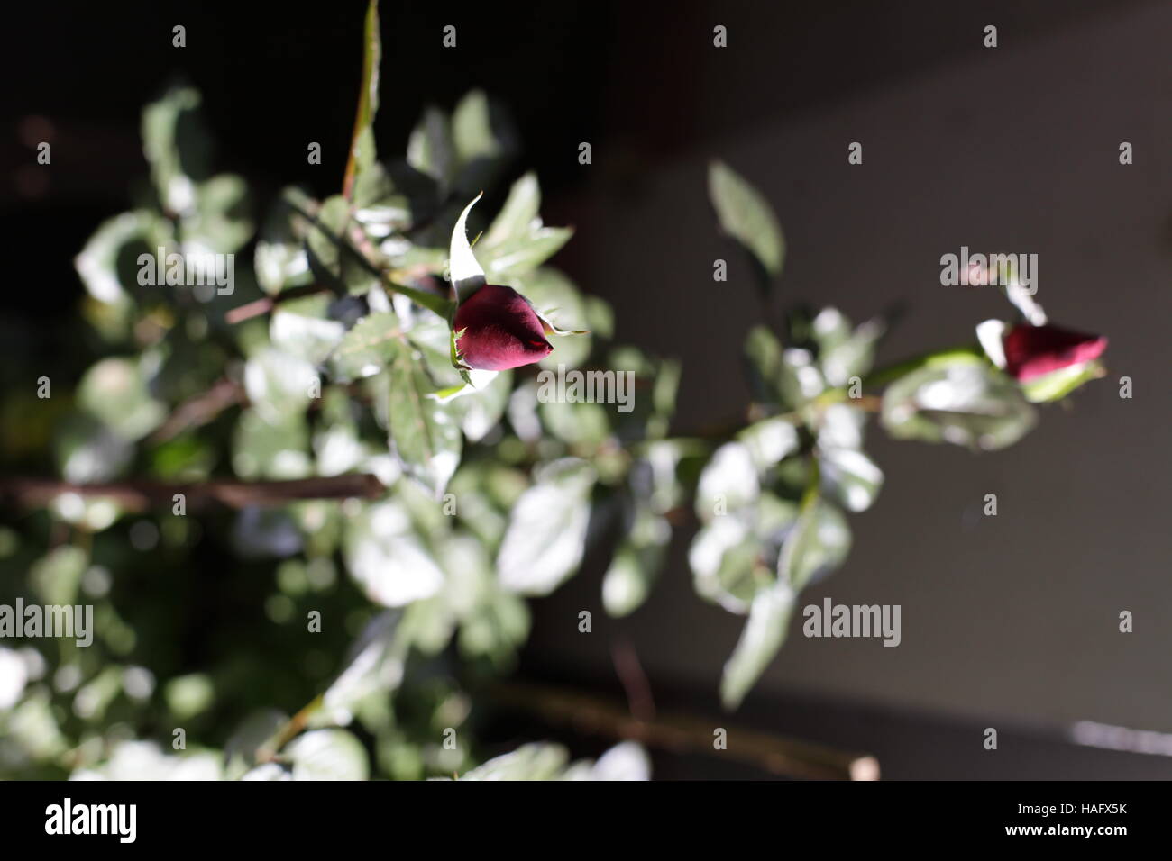 red rose backlit, in garden Stock Photo - Alamy