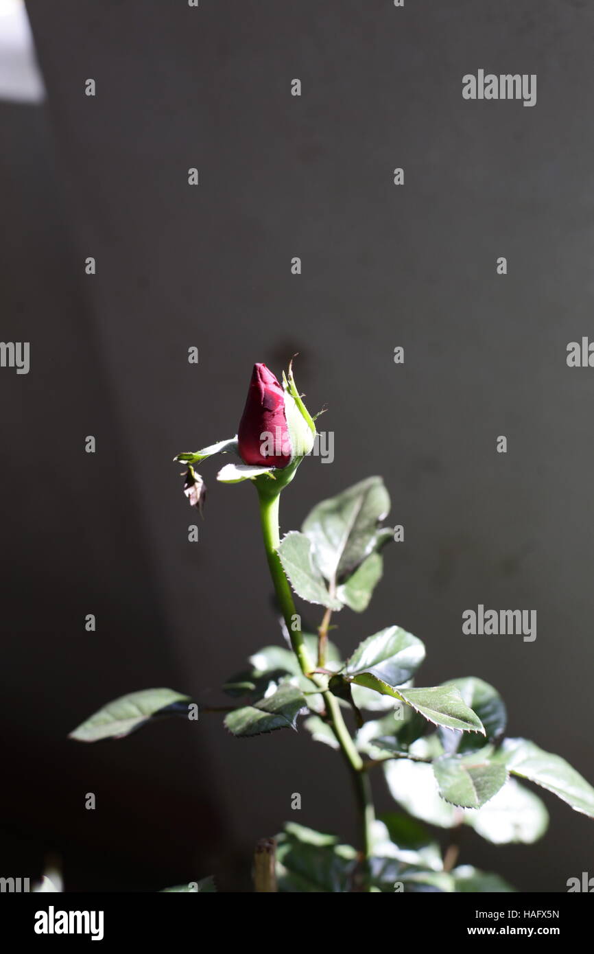 red rose backlit, in garden Stock Photo - Alamy