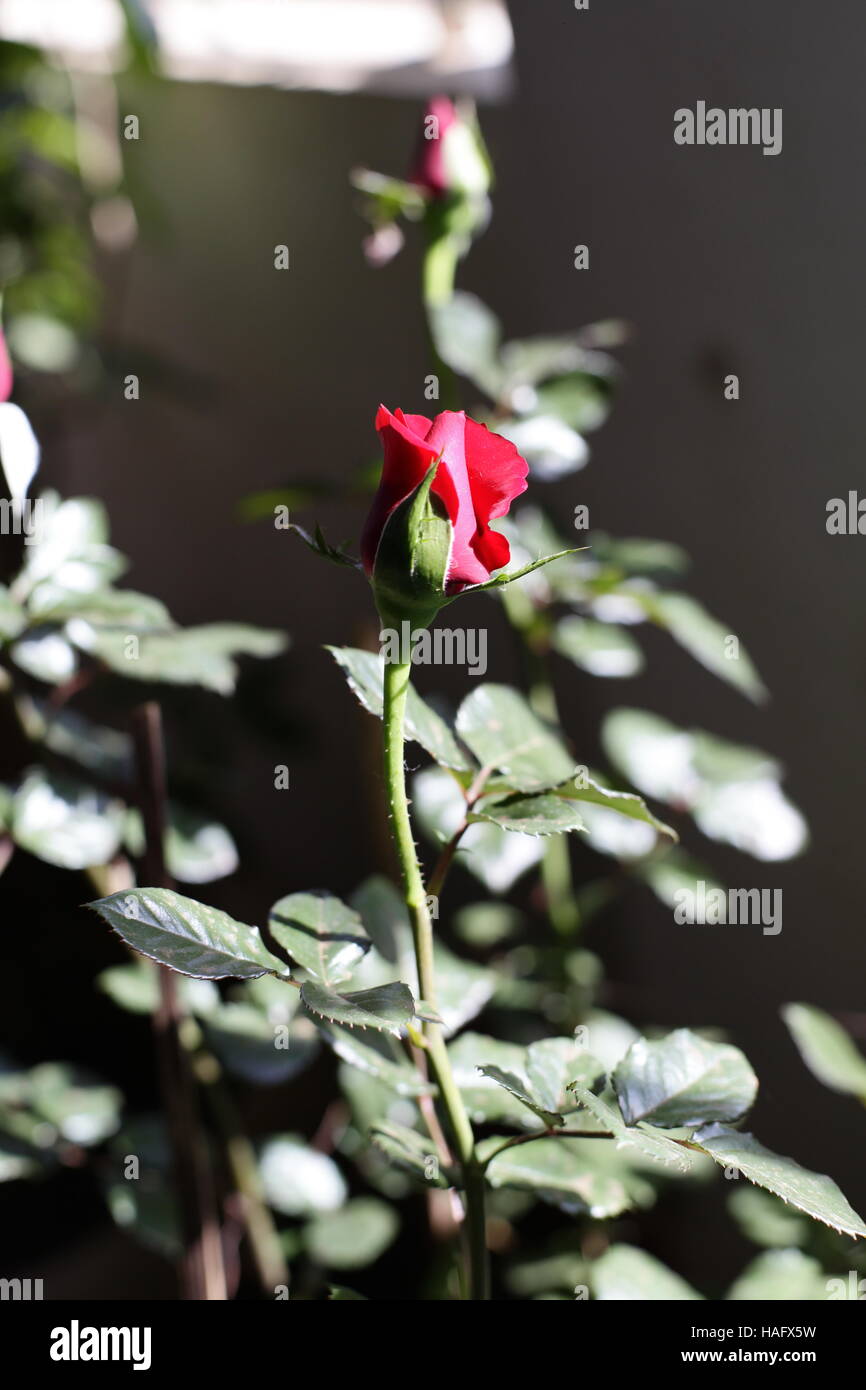 red rose backlit, in garden Stock Photo - Alamy
