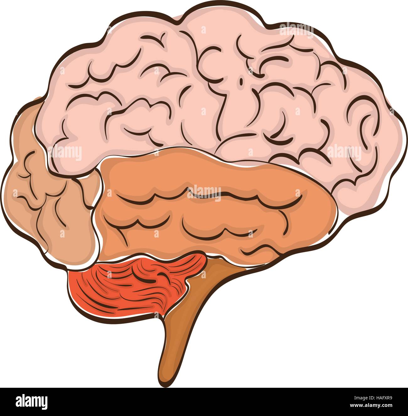 Human brain mind Stock Vector Image & Art - Alamy
