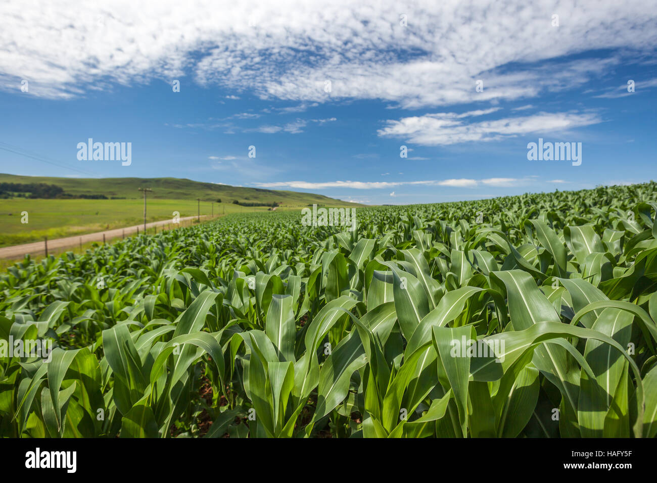 Food maize corn food crops farming fields in rural mountain landscape ...