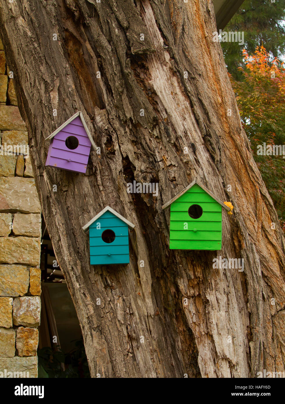 Two nesting boxes on the old big tree Stock Photo - Alamy