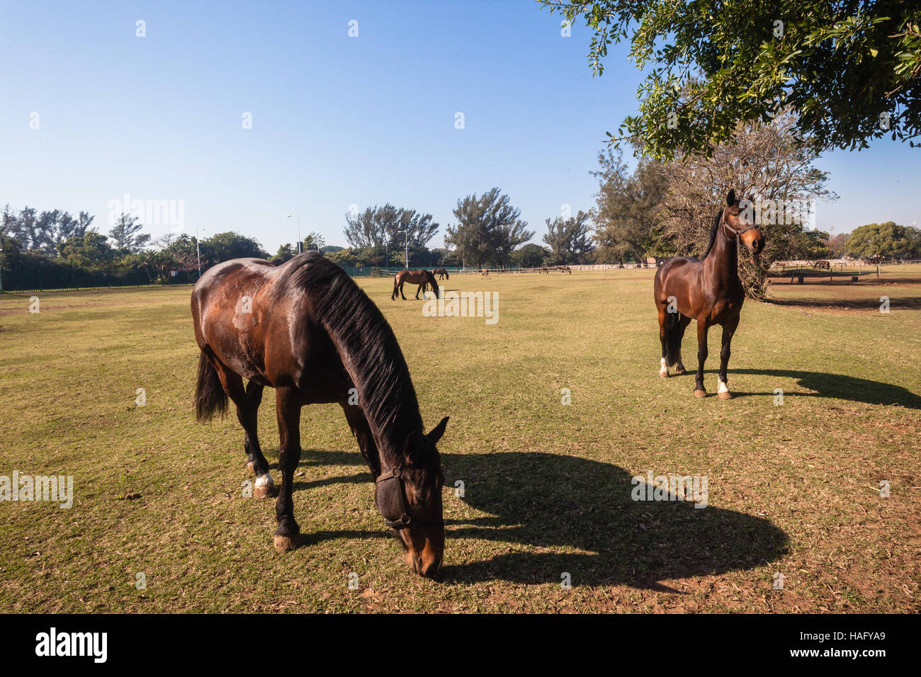 Horses pony's in open stable fields summers day Stock Photo - Alamy