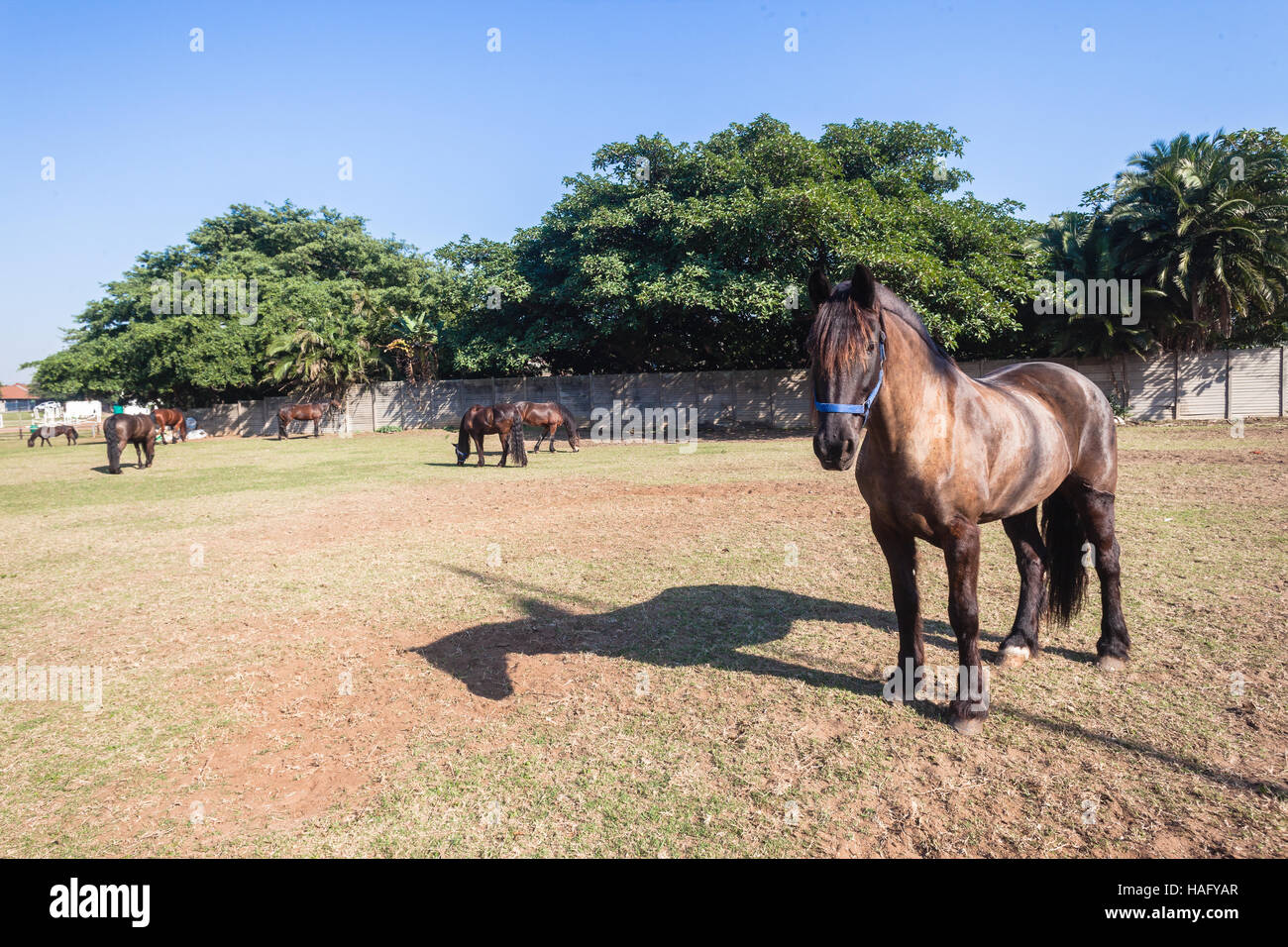 Horses pony's in open stable fields summers day Stock Photo - Alamy
