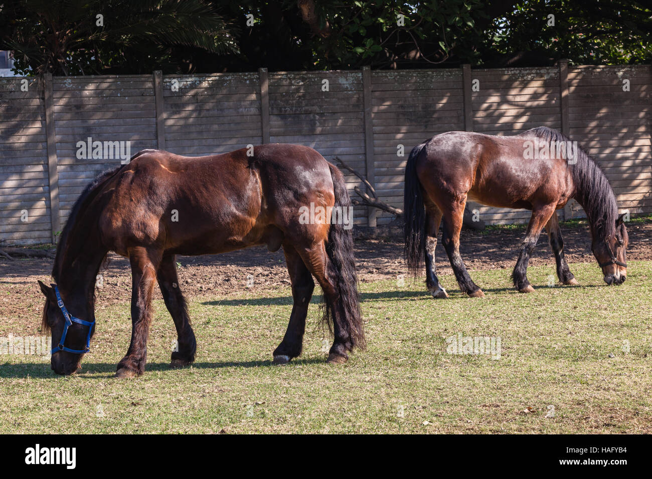 Horses pony's in open stable fields summers day Stock Photo - Alamy